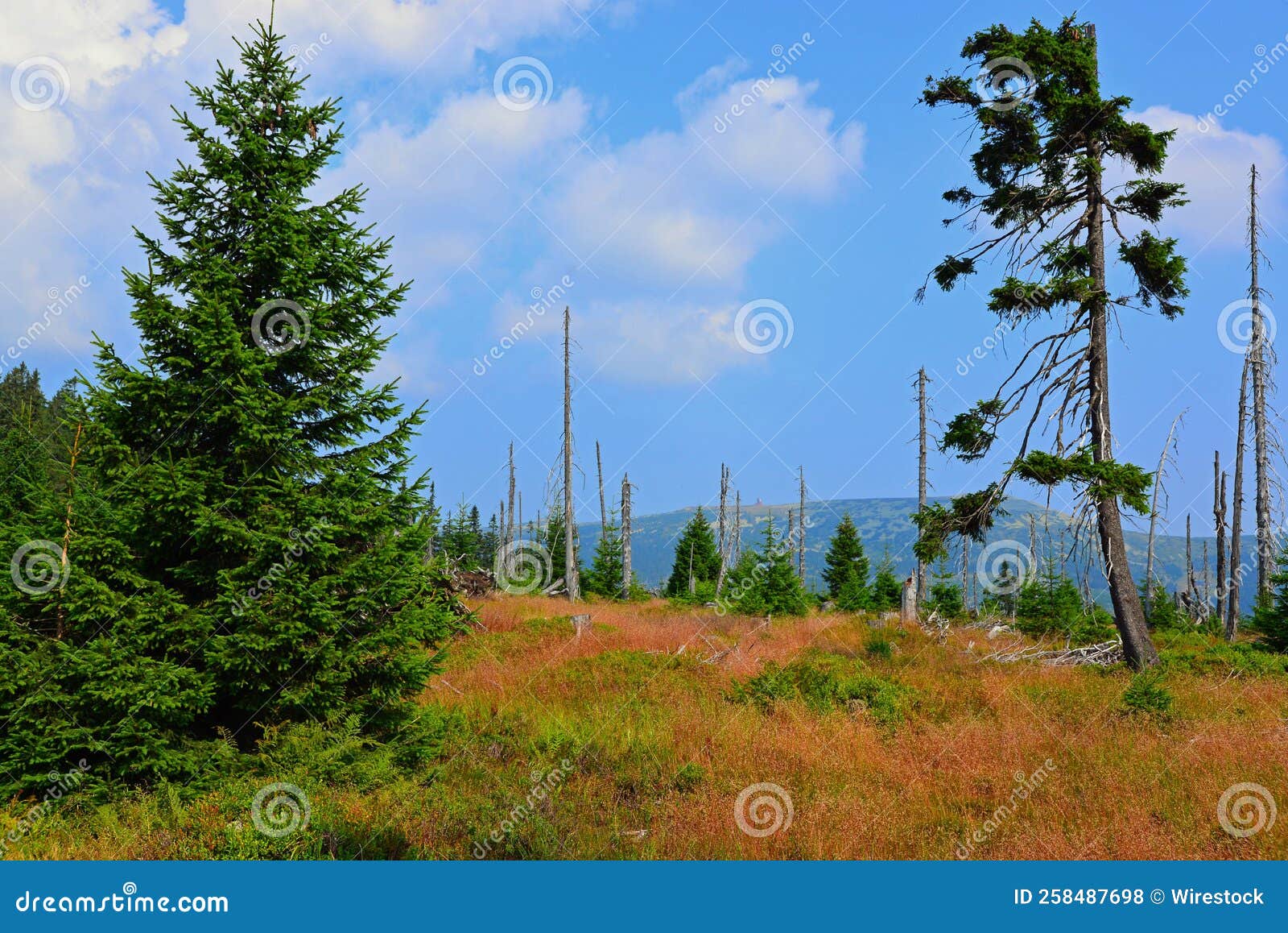 Timber Tree Line Against the Bright Blue Sky Stock Photo - Image of ...