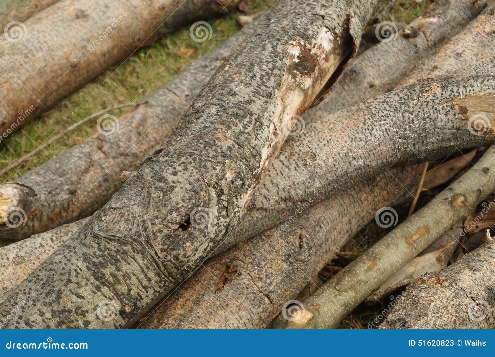 Timber and Trees that Have Been Cut Down Stock Image - Image of trees ...