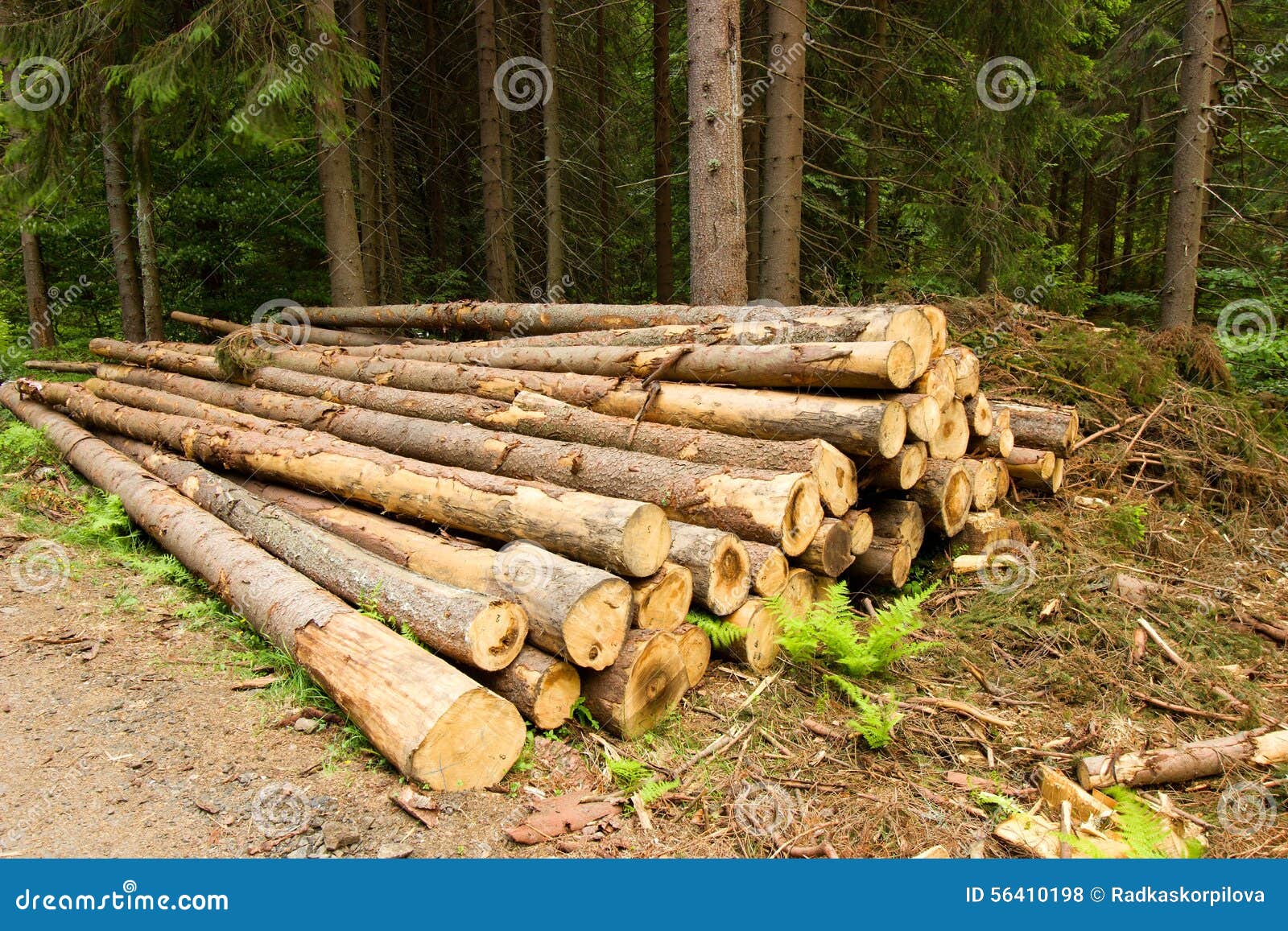 Timber trees stock photo. Image of wood, mountains, woods - 56410198