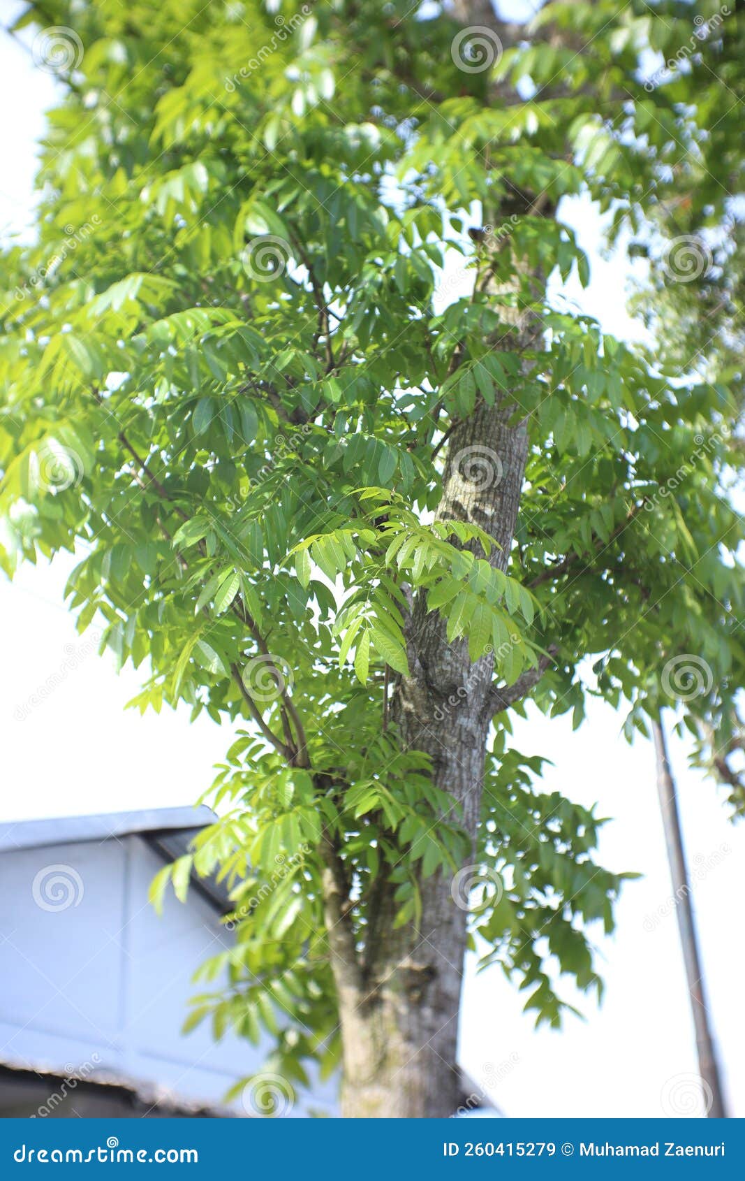 Timber trees stock image. Image of nature, natural, landscape - 260415279
