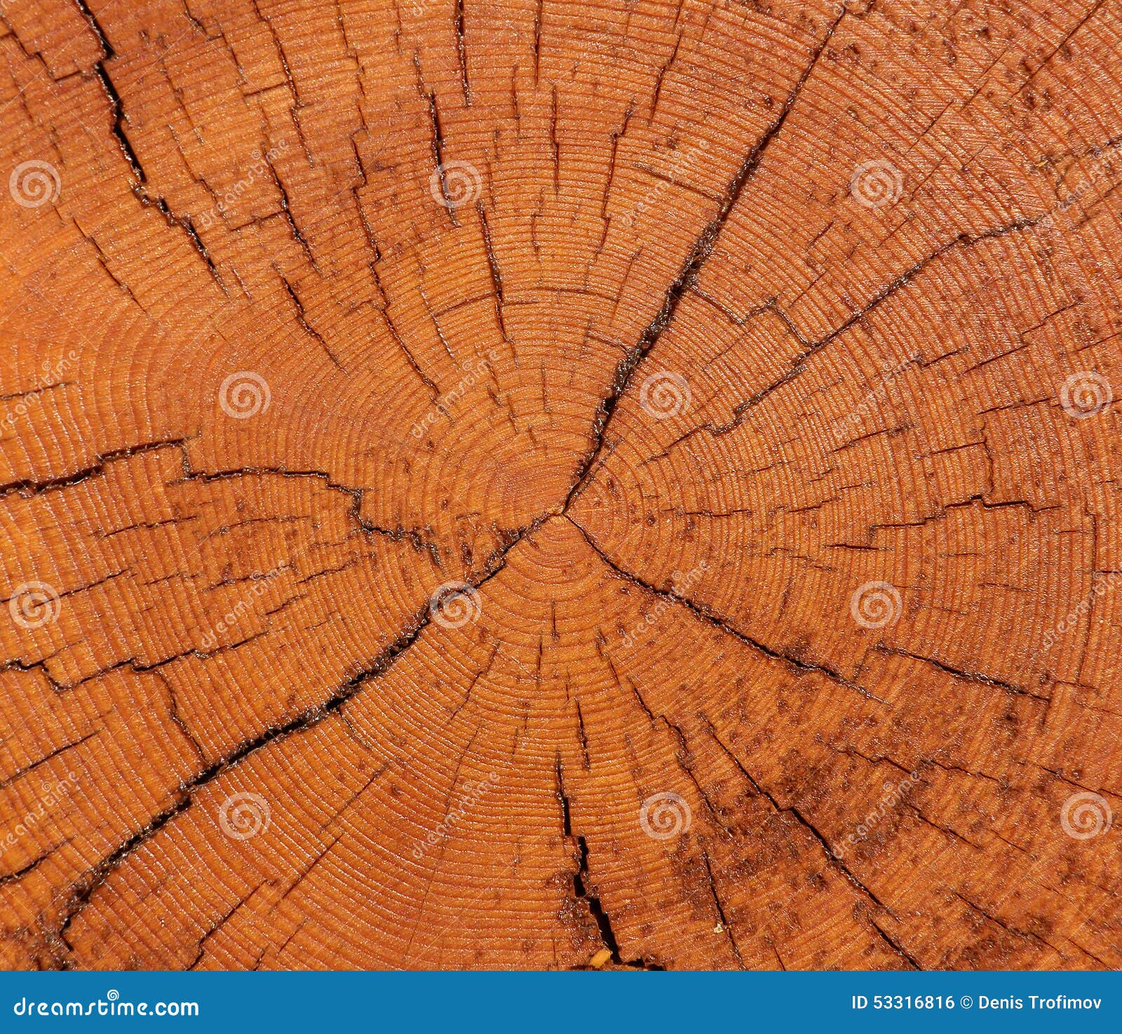 Timber trunk profile stock photo. Image of stump, brown - 53316816