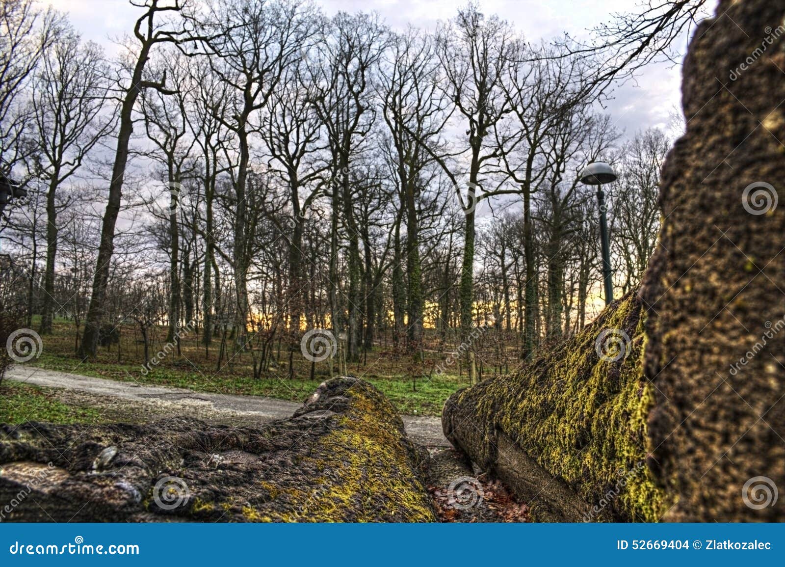 Timber trunks in the woods stock photo. Image of green - 52669404