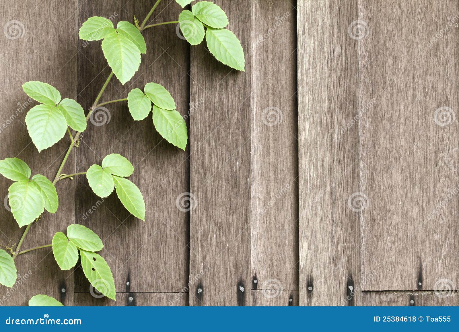 Timber Wall Texture & Wild Vine Leaves Stock Photo - Image of leaf ...