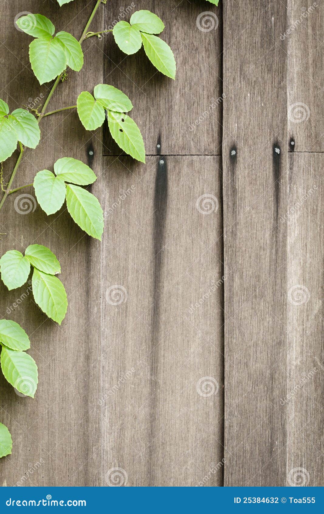 Timber Wall Texture & Wild Vine Leaves Stock Photo - Image of floor ...