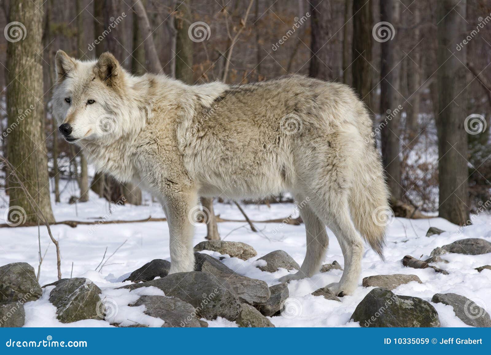 Timber Wolf Growling III Royalty-Free Stock Image | CartoonDealer.com ...