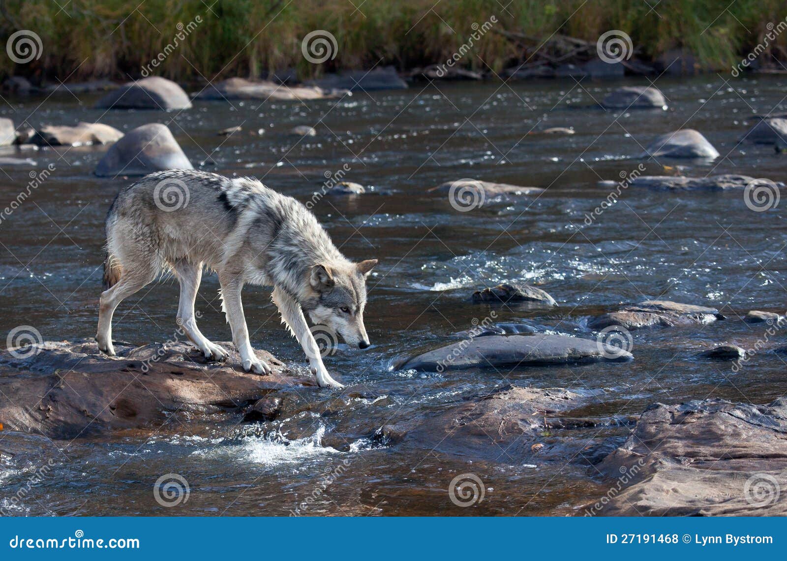 Timber Wolf Growling III Royalty-Free Stock Image | CartoonDealer.com ...