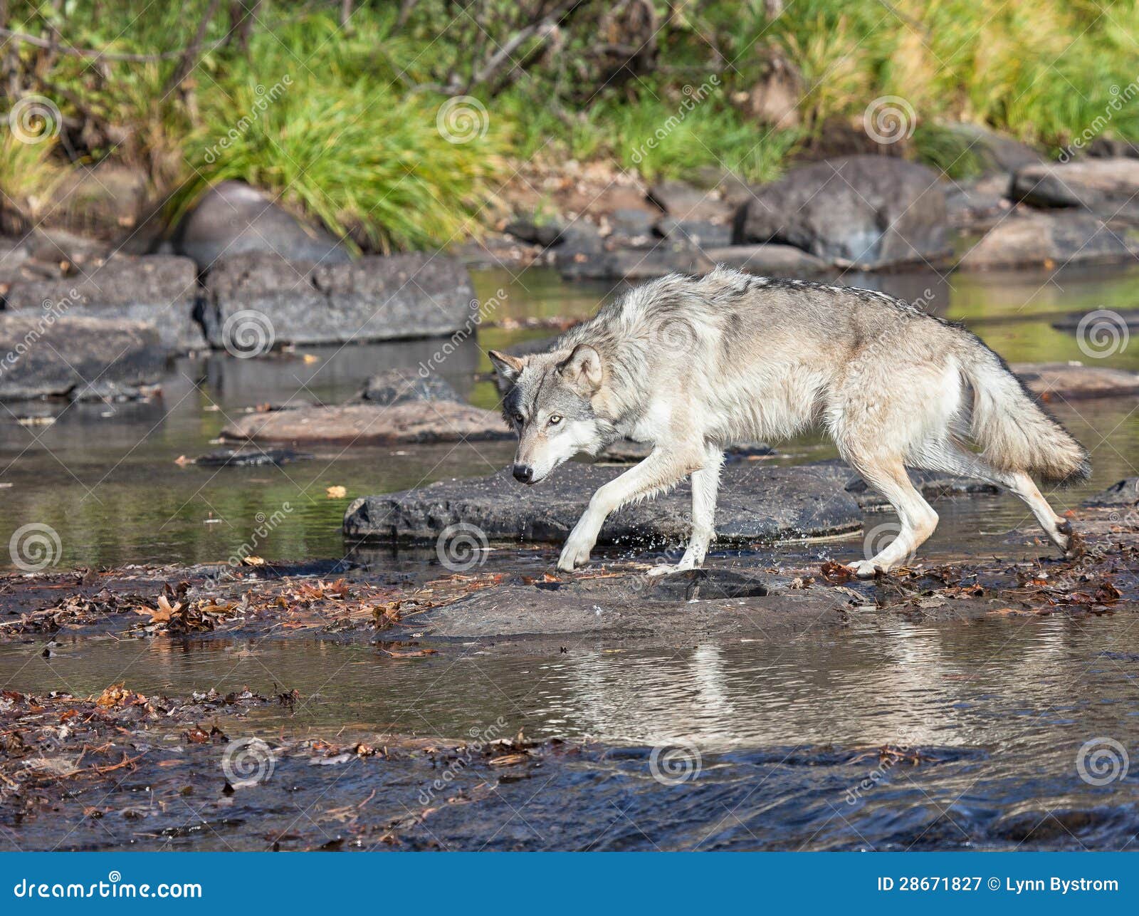 Timber wolf stock image. Image of outdoors, boulders - 28671827