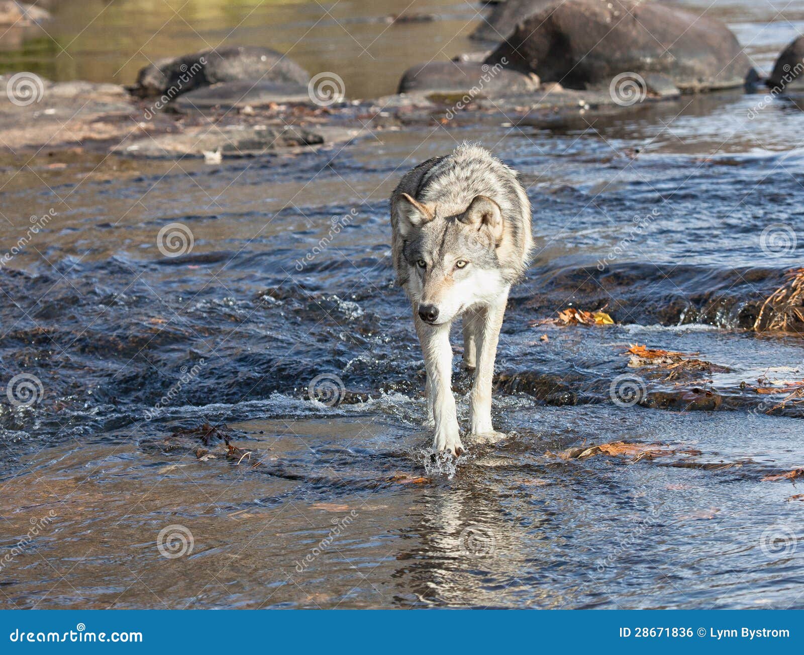 Timber wolf stock photo. Image of nature, carnivore, wildlife - 28671836