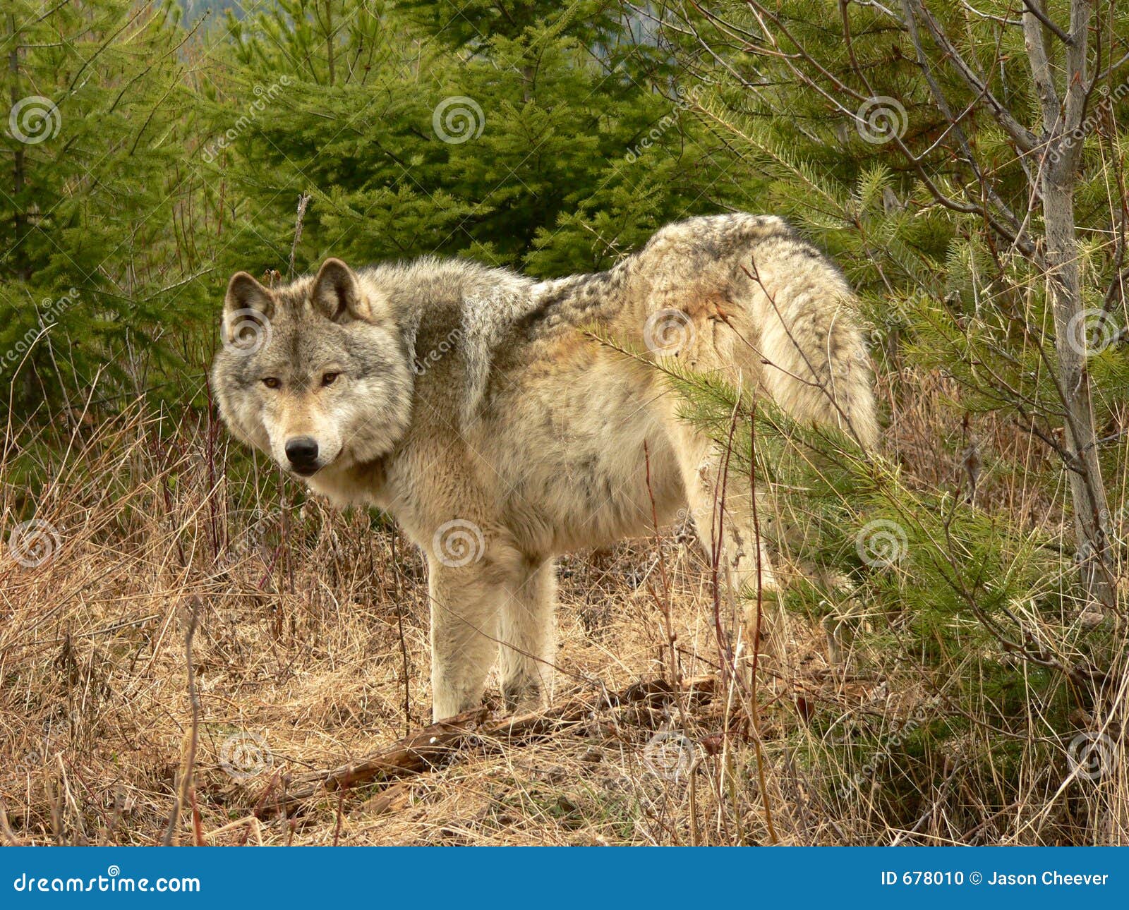 Timber Wolf stock photo. Image of wolf, powerful, male - 678010