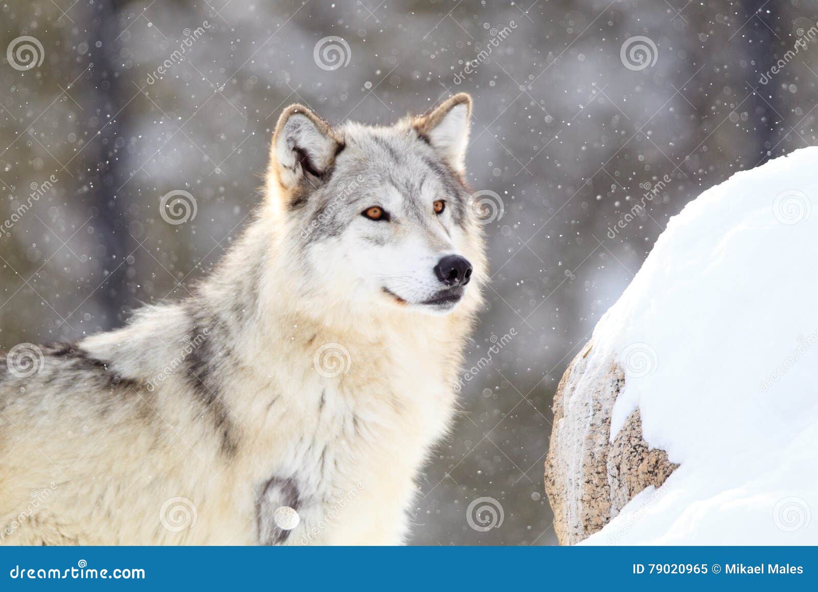 Timber Wolf at Alert during Snow Storm Stock Image - Image of snow ...