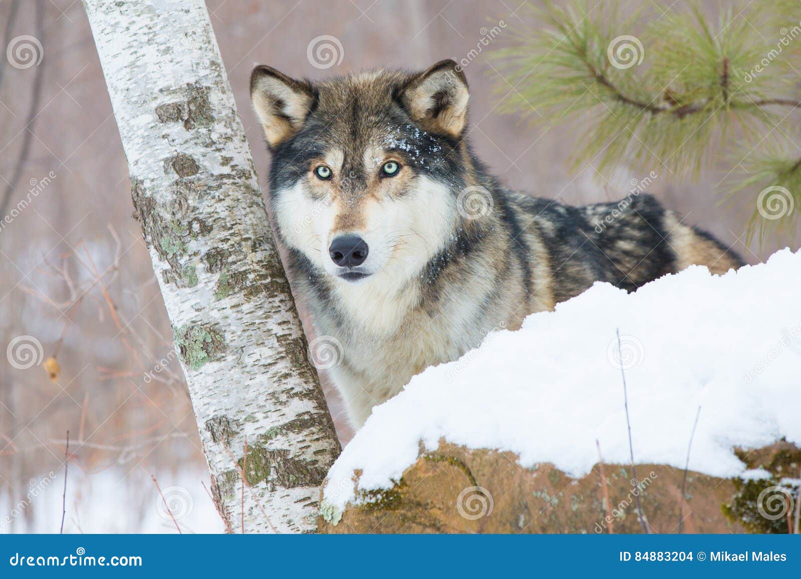 Timber wolf in aspen tress stock photo. Image of timber - 84883204