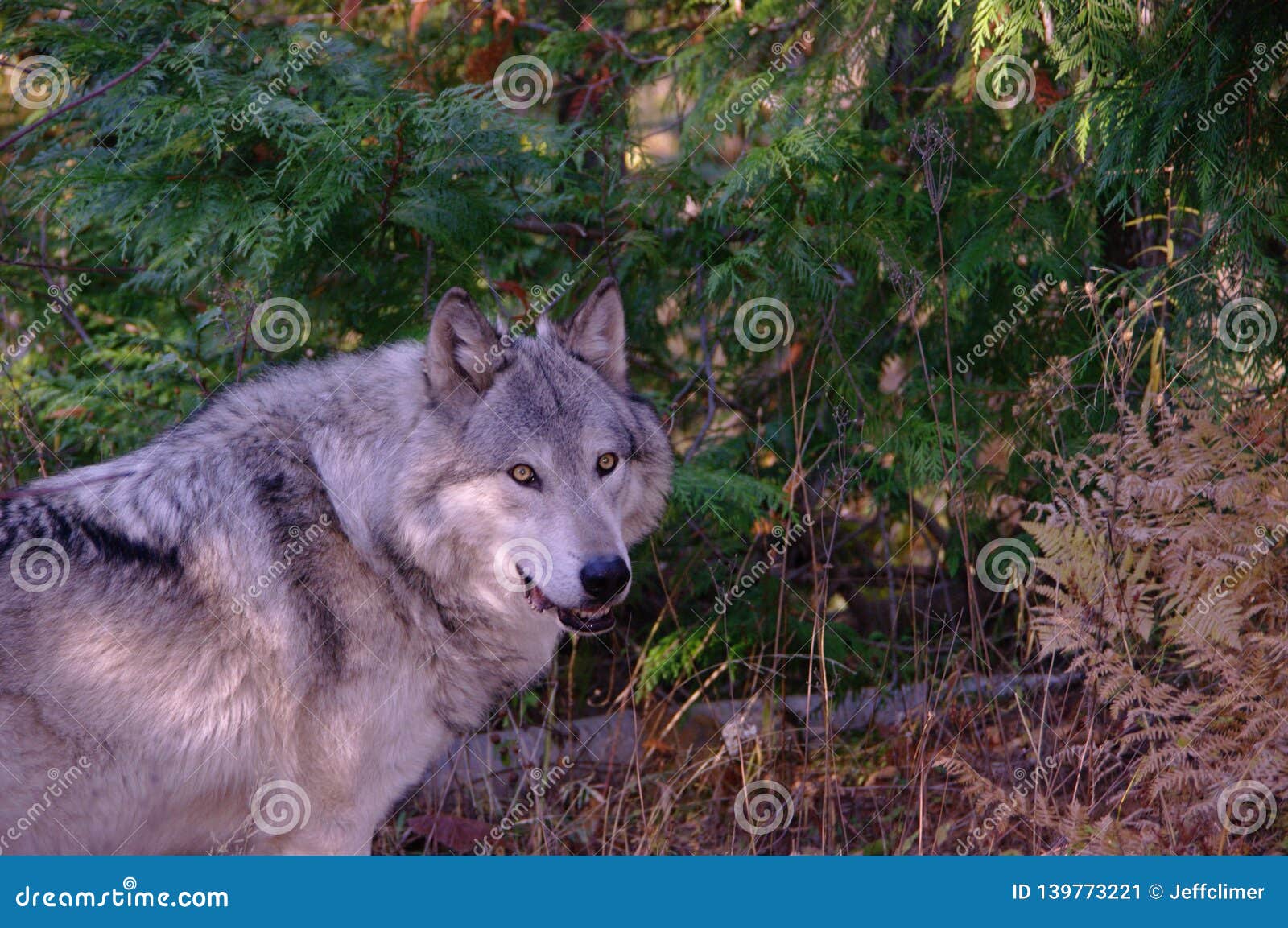 A Timber Wolf in Beautiful Light. Stock Image - Image of wolf, forest ...