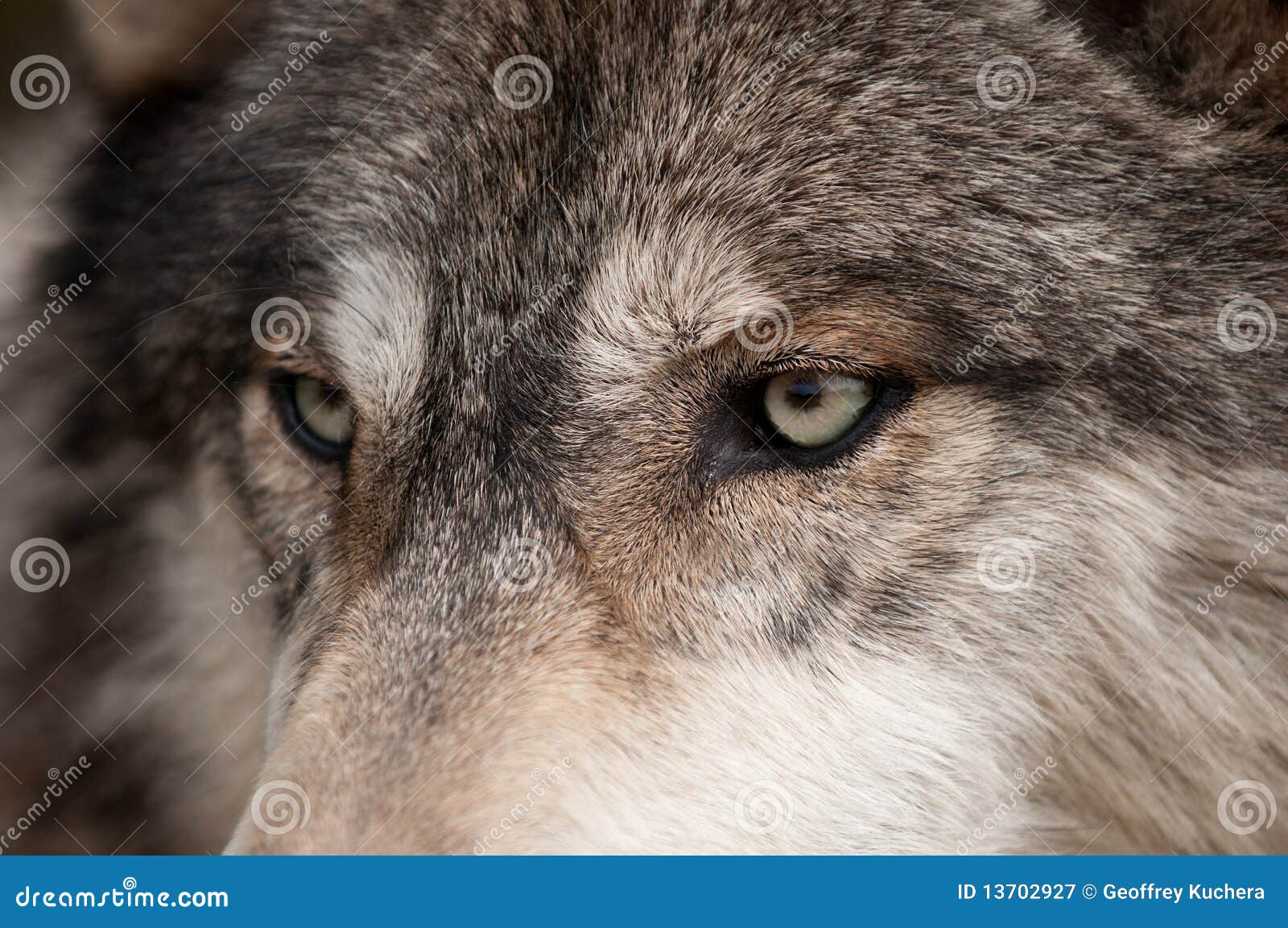 Timber Wolf (Canis Lupus) Eyes Stock Image - Image of closeup, timber ...