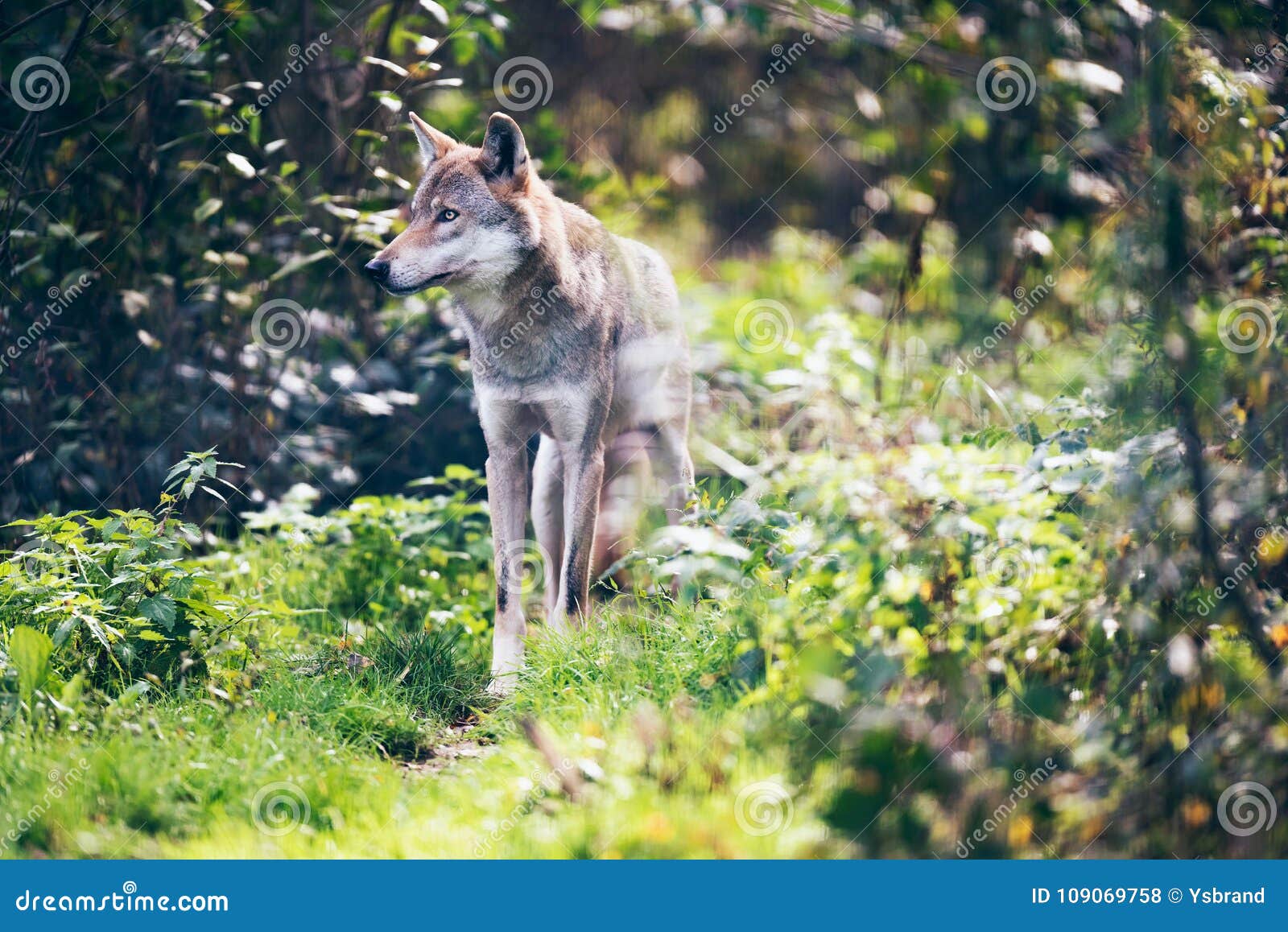 Timber Wolf Canis Lupus on Grass in Bushes. Stock Photo - Image of ...