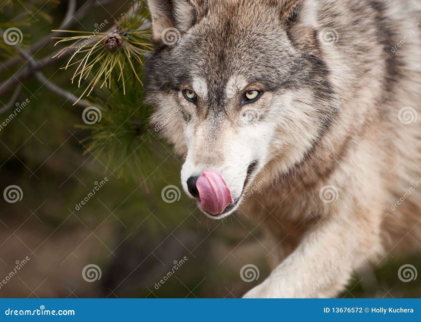 Timber Wolf Or Grey Wolf (Canis Lupus) Isolated Against A White ...