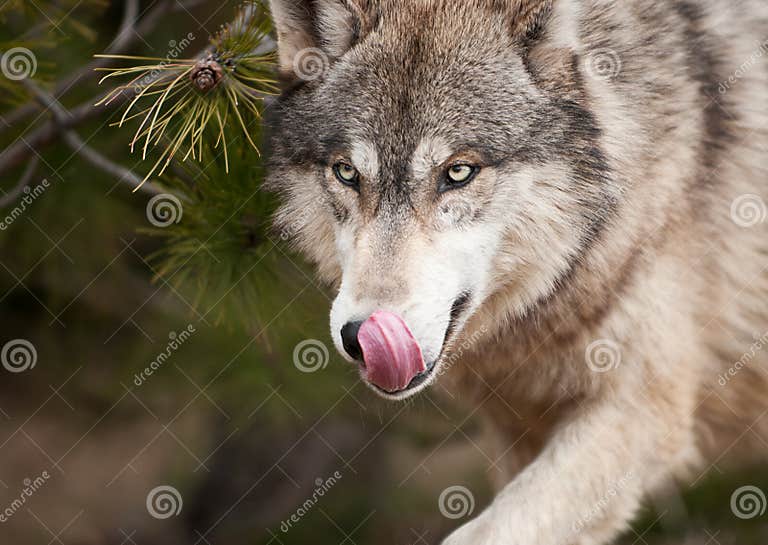 Timber Wolf (Canis Lupus) Licks Chops Stock Photo - Image of fuzzy ...