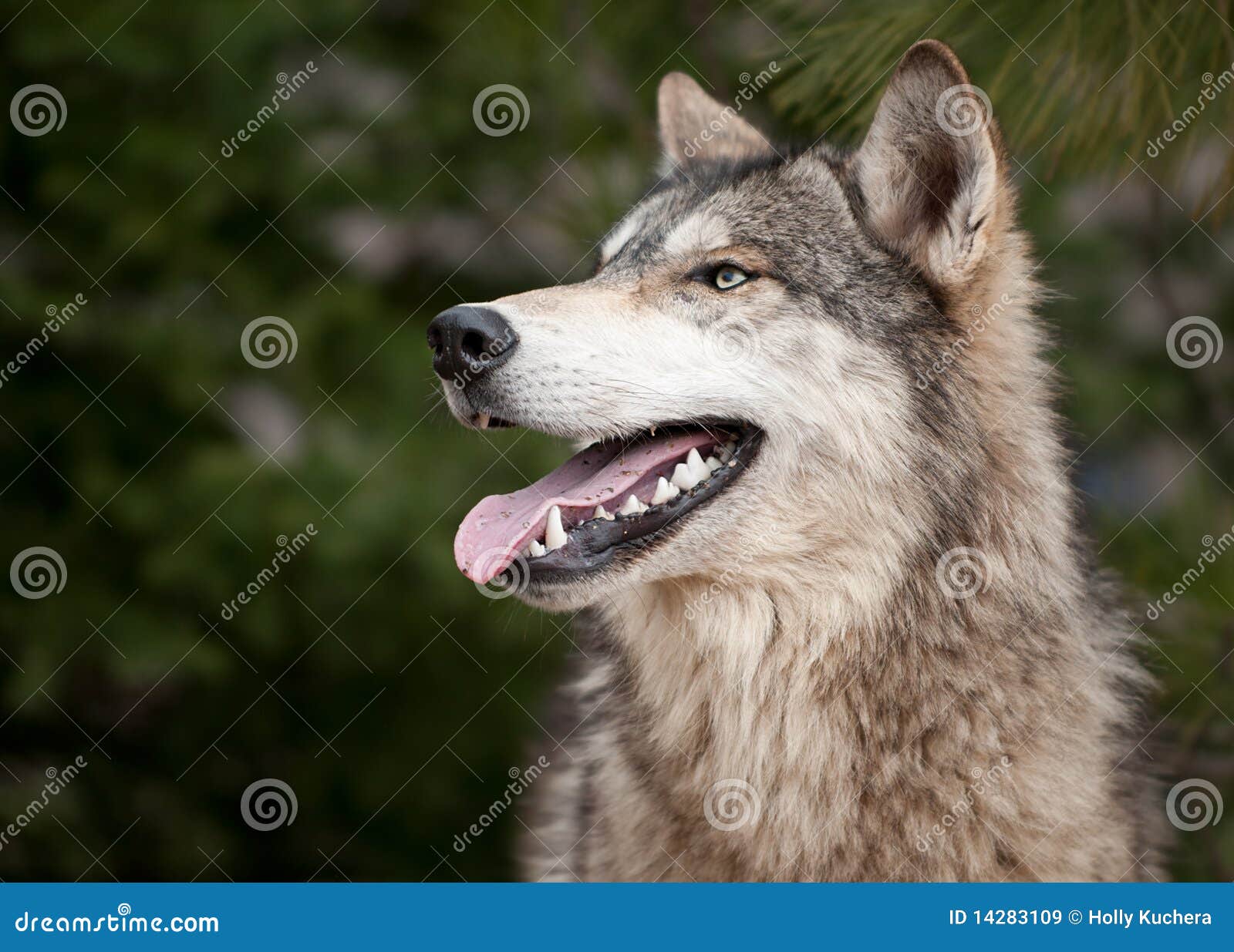 Timber Wolf (Canis Lupus) Looking Up Stock Image - Image of creature ...