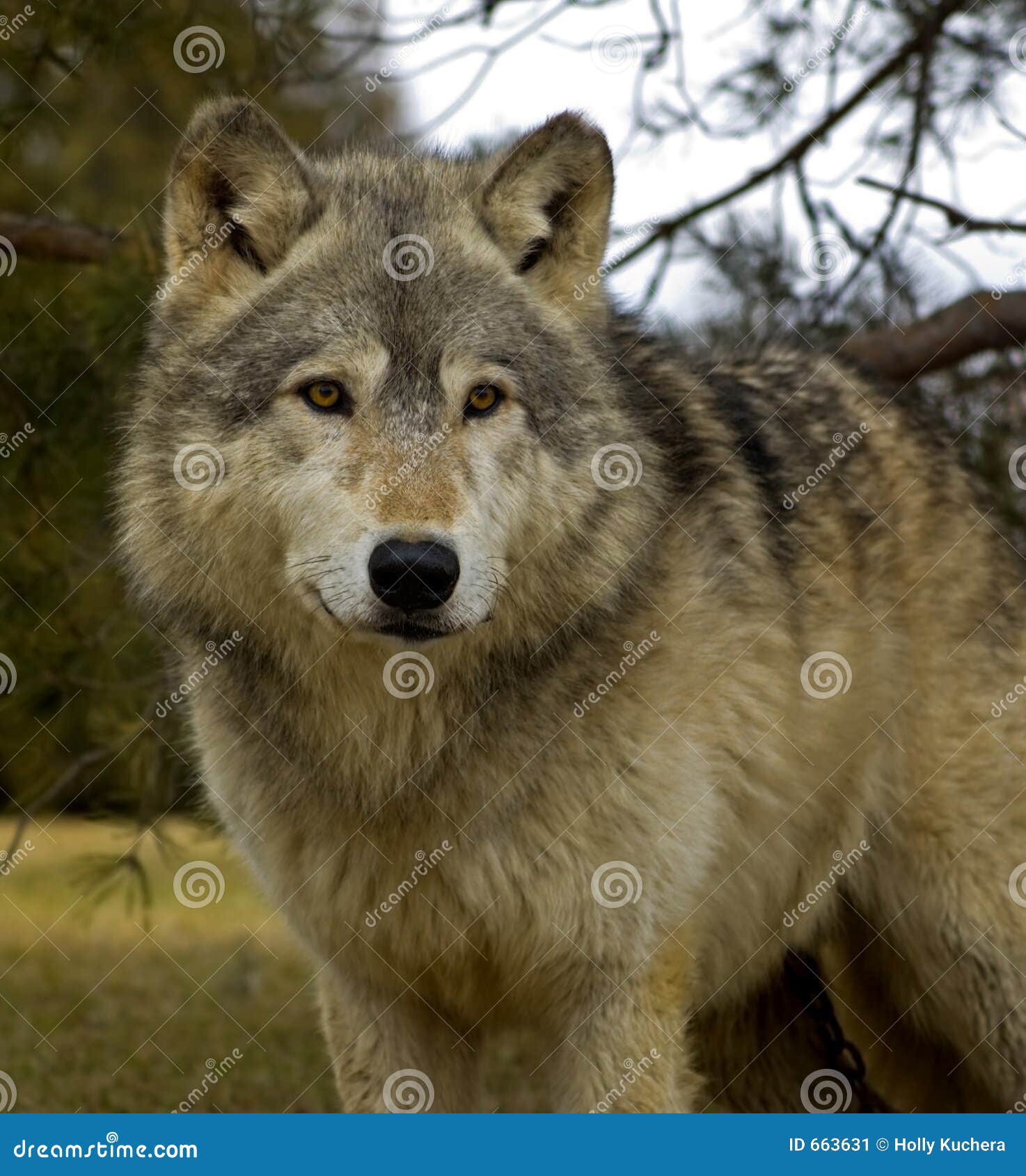 Timber Wolf (Canis Lupus) - Square Stock Image - Image of critter ...