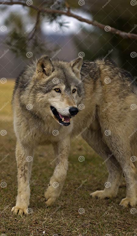 Timber Wolf (Canis Lupus) Under Tree Branch Stock Photo - Image of ...