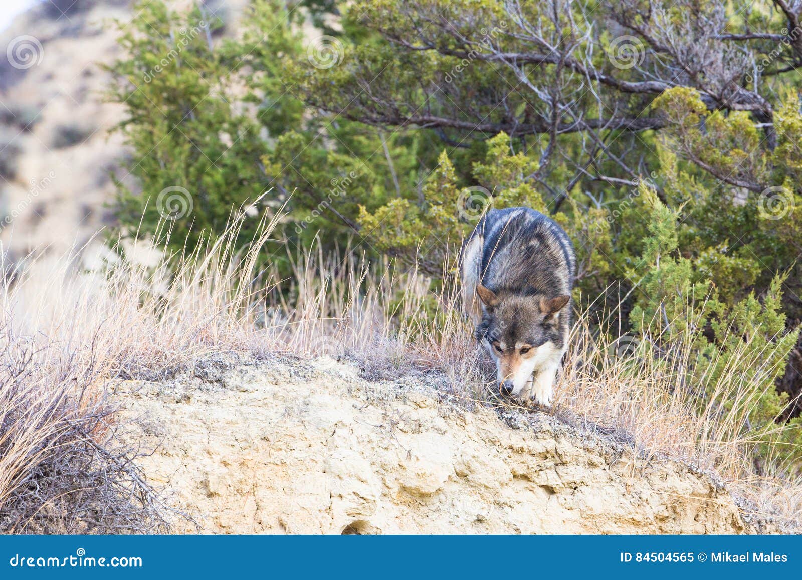 Timber wolf in canyon stock image. Image of springtime - 84504565