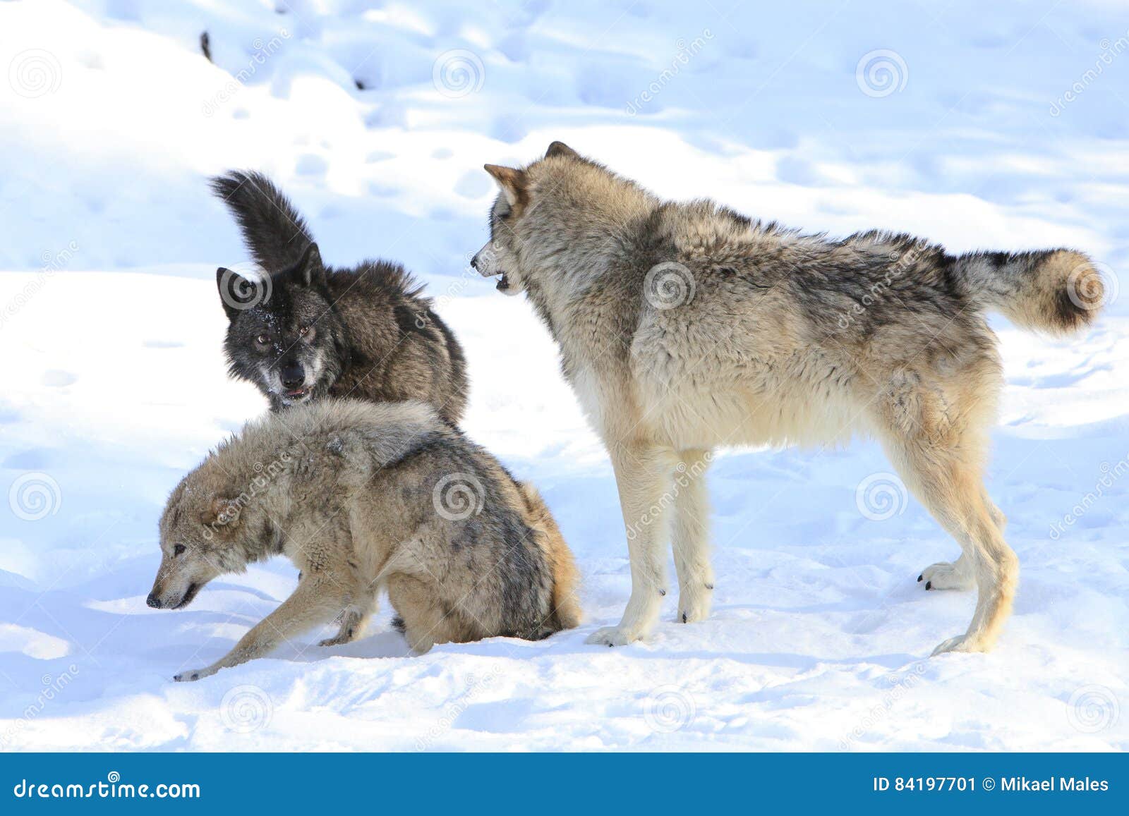 Timber wolf challenge stock image. Image of winter, body - 84197701