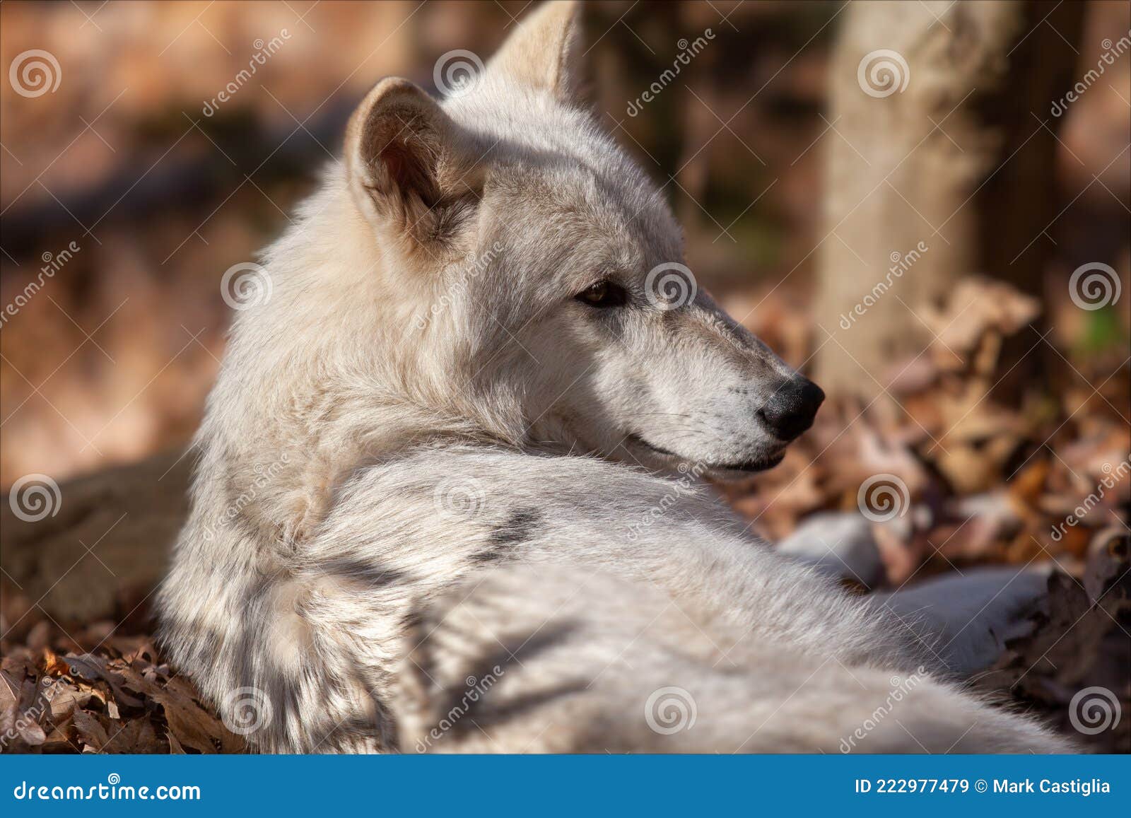 Timber Wolf Close Up With White Fur And Fall Colors In Background Stock ...