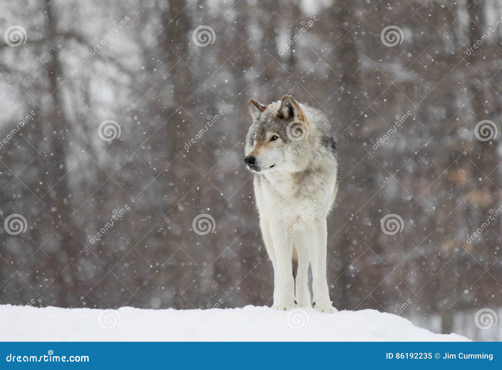 A Lone Timber Wolf or Grey Wolf (Canis Lupus) Standing in the Winter ...