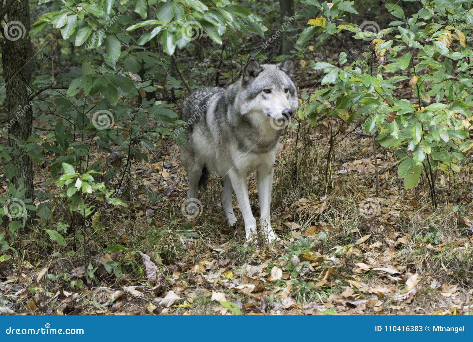Timber Wolf Coming Out of Woods Stock Image - Image of camera, pack ...