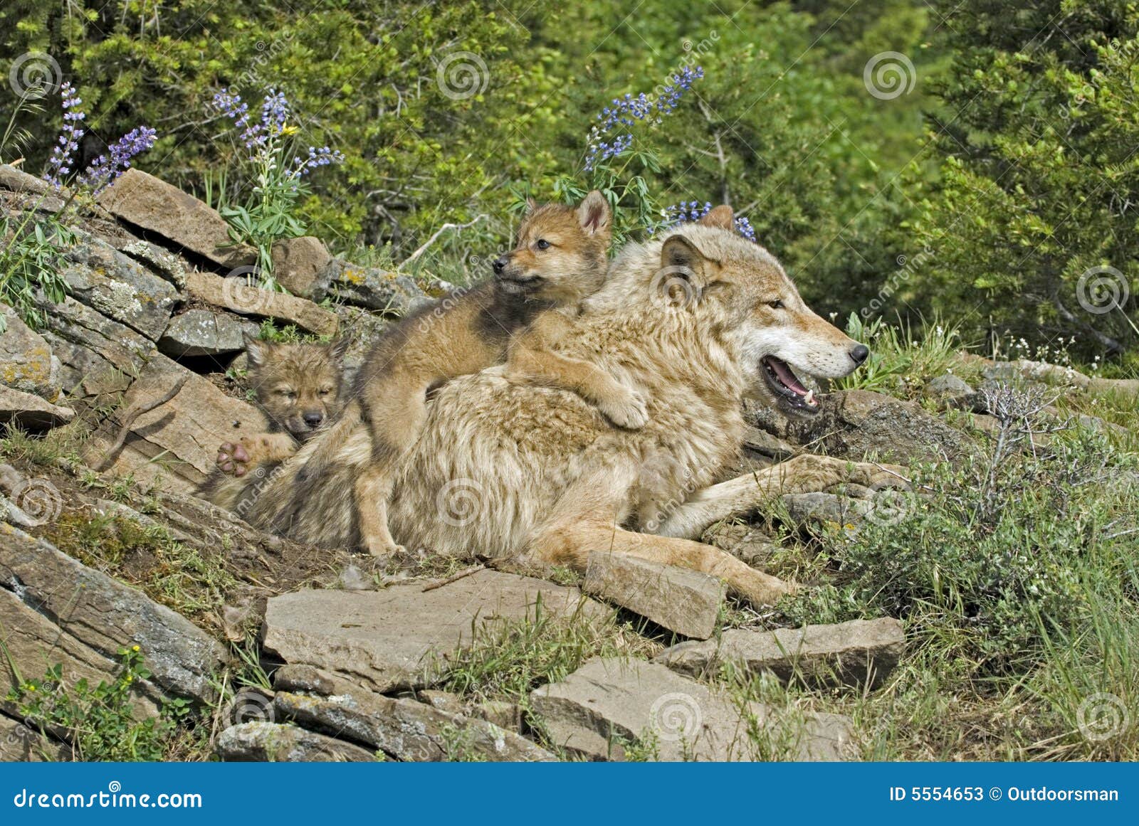 Eastern Timber Wolf Pups