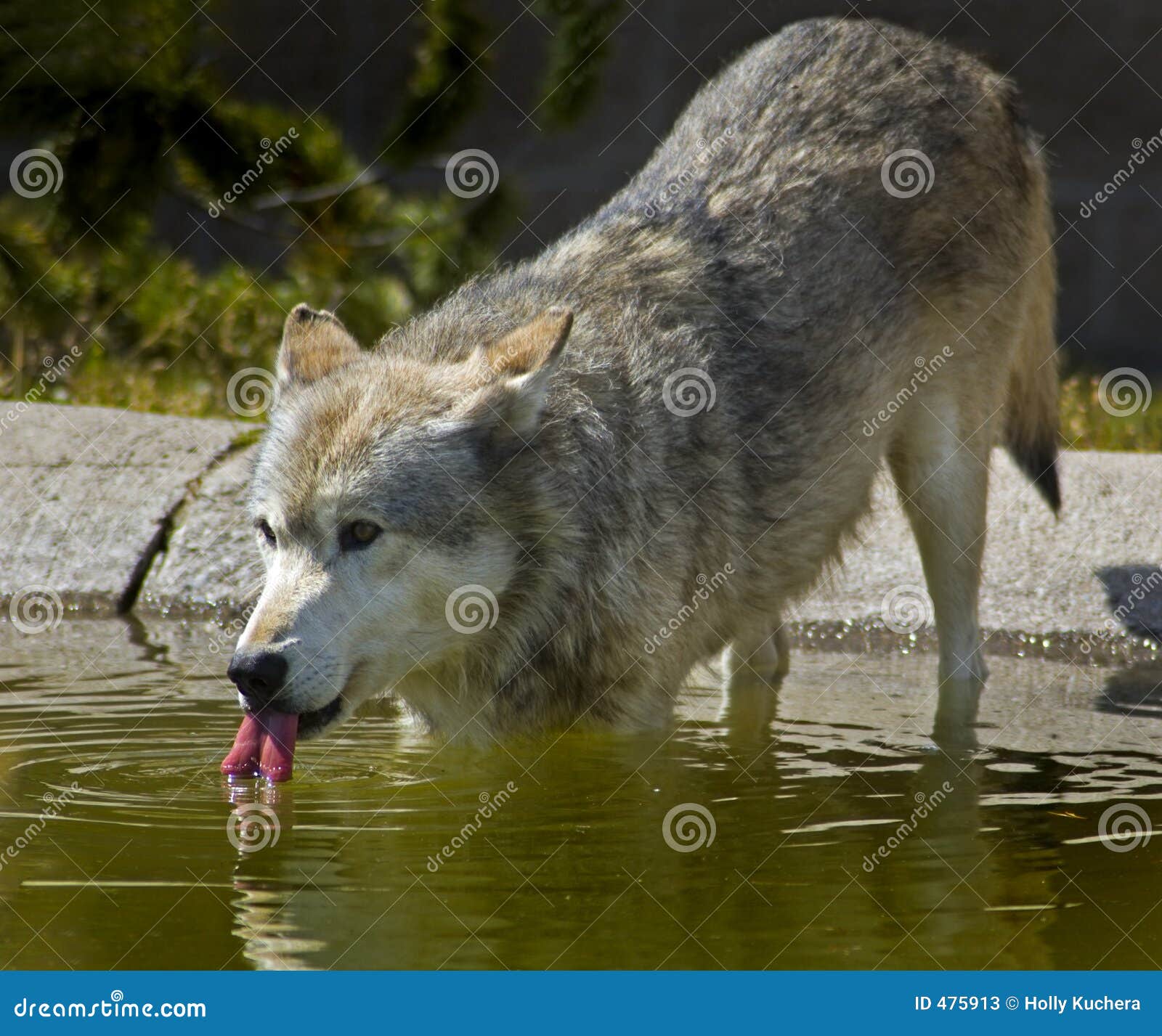 Water Wolves