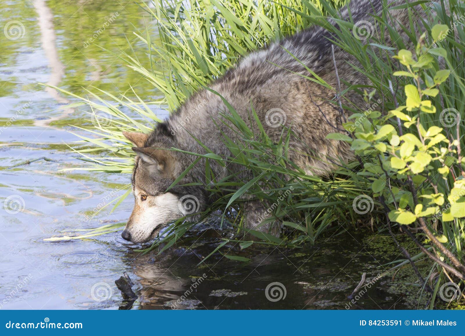 Timber Wolf Drinking at Stream Stock Image - Image of claws, safari ...