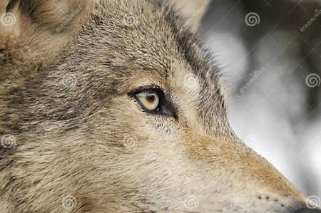 Timber Wolf Eye stock image. Image of canine, animal, furry - 9065703