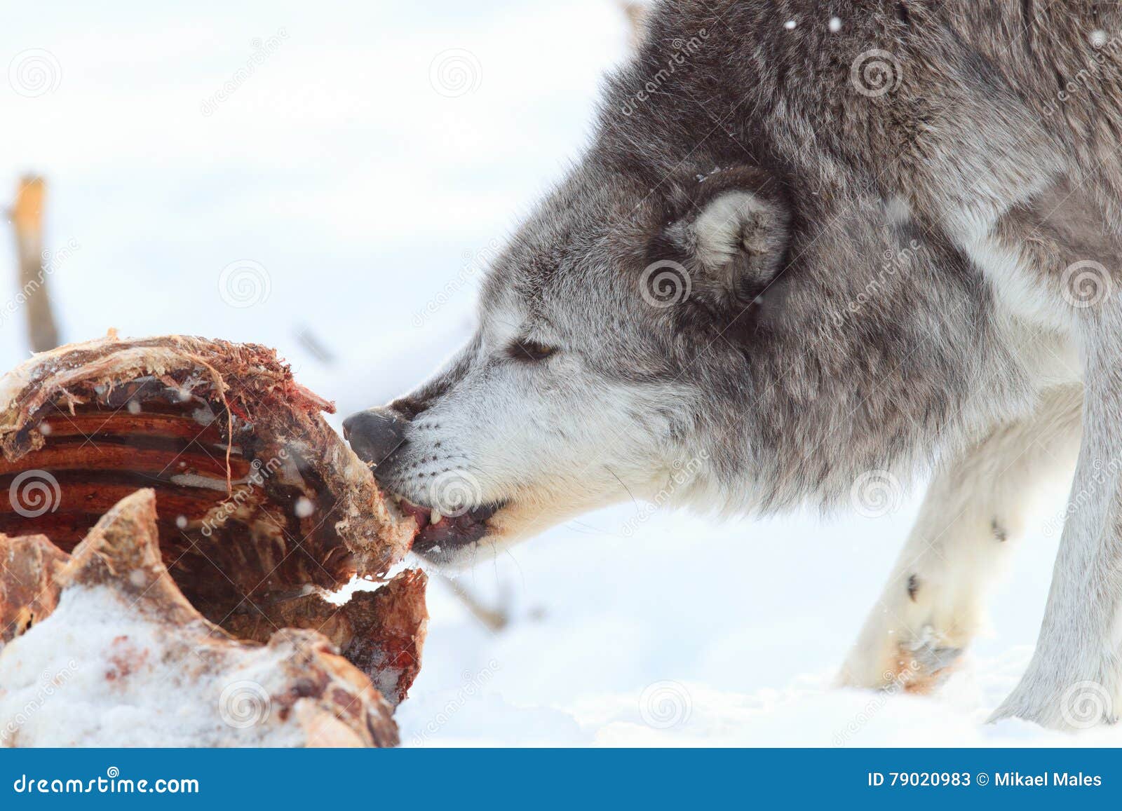 Timber Wolf Feeding on Carcass Stock Image - Image of lupus, carcass ...