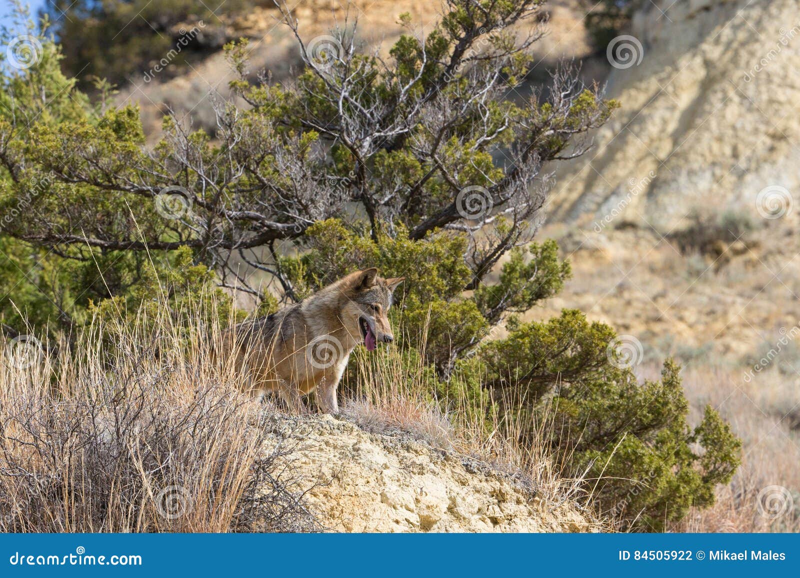 Timber wolf by fir tree stock photo. Image of tree, grey - 84505922