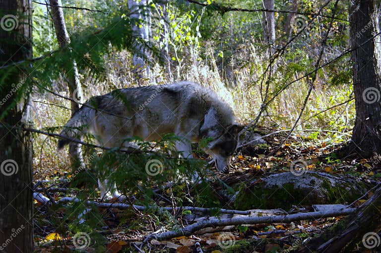 Timber wolf stock photo. Image of mammal, forest, four - 51096536