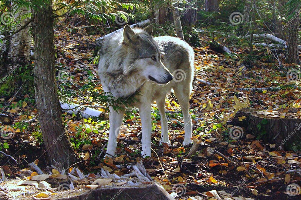 Timber wolf stock image. Image of wildlife, animal, timber - 51096545