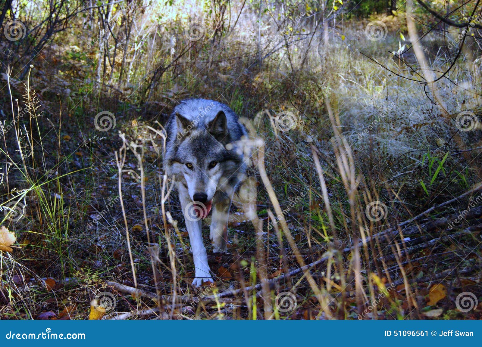 Timber wolf stock image. Image of trees, wildlife, legged - 51096561