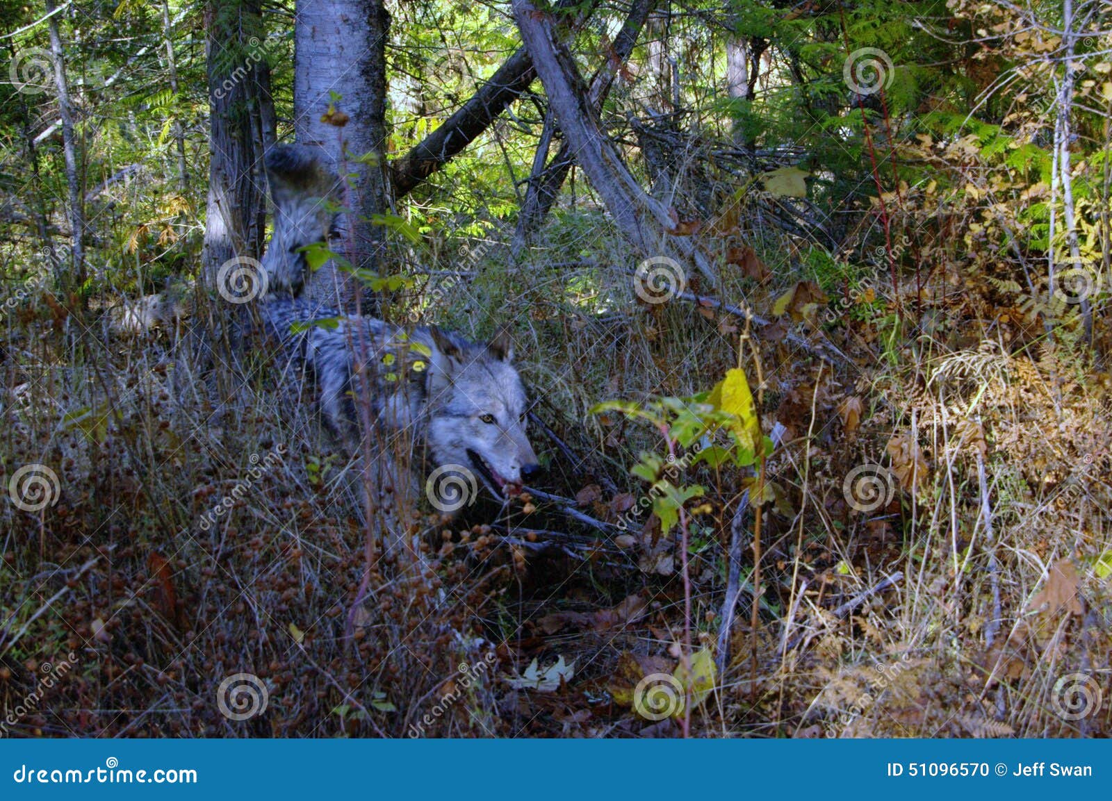 Timber wolf stock photo. Image of mammal, animal, living - 51096570