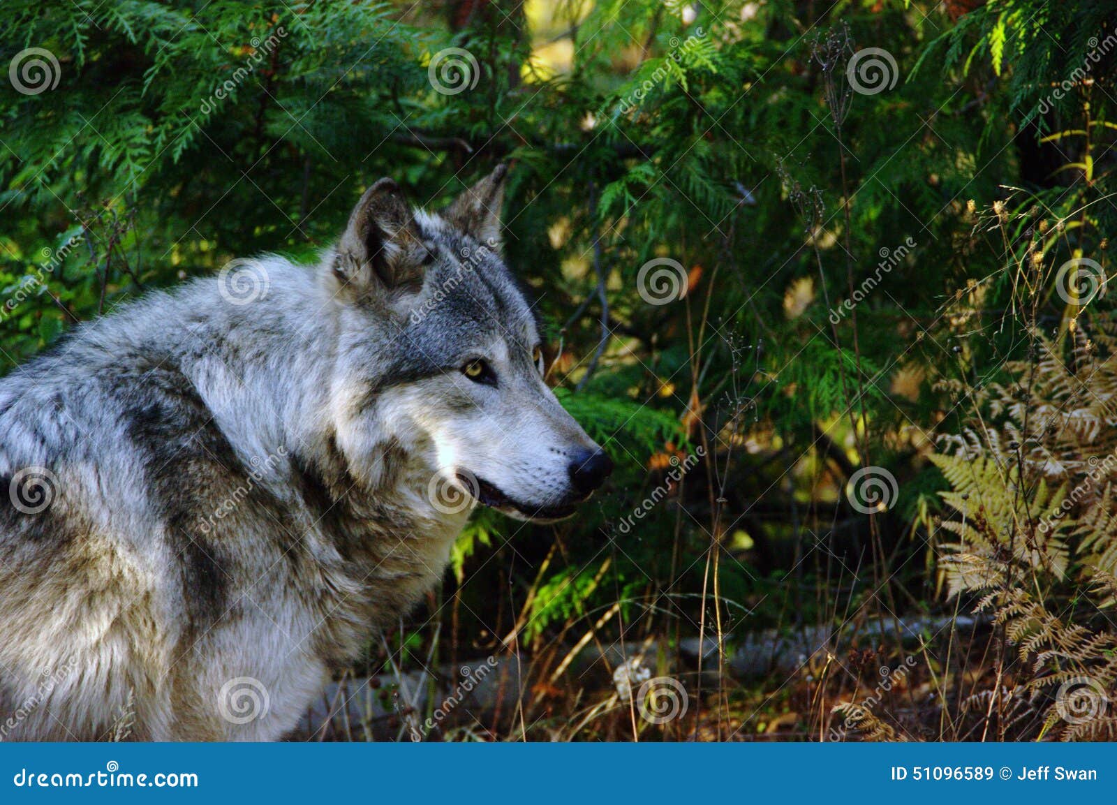 Timber wolf stock image. Image of wildlife, forest, mammal - 51096589