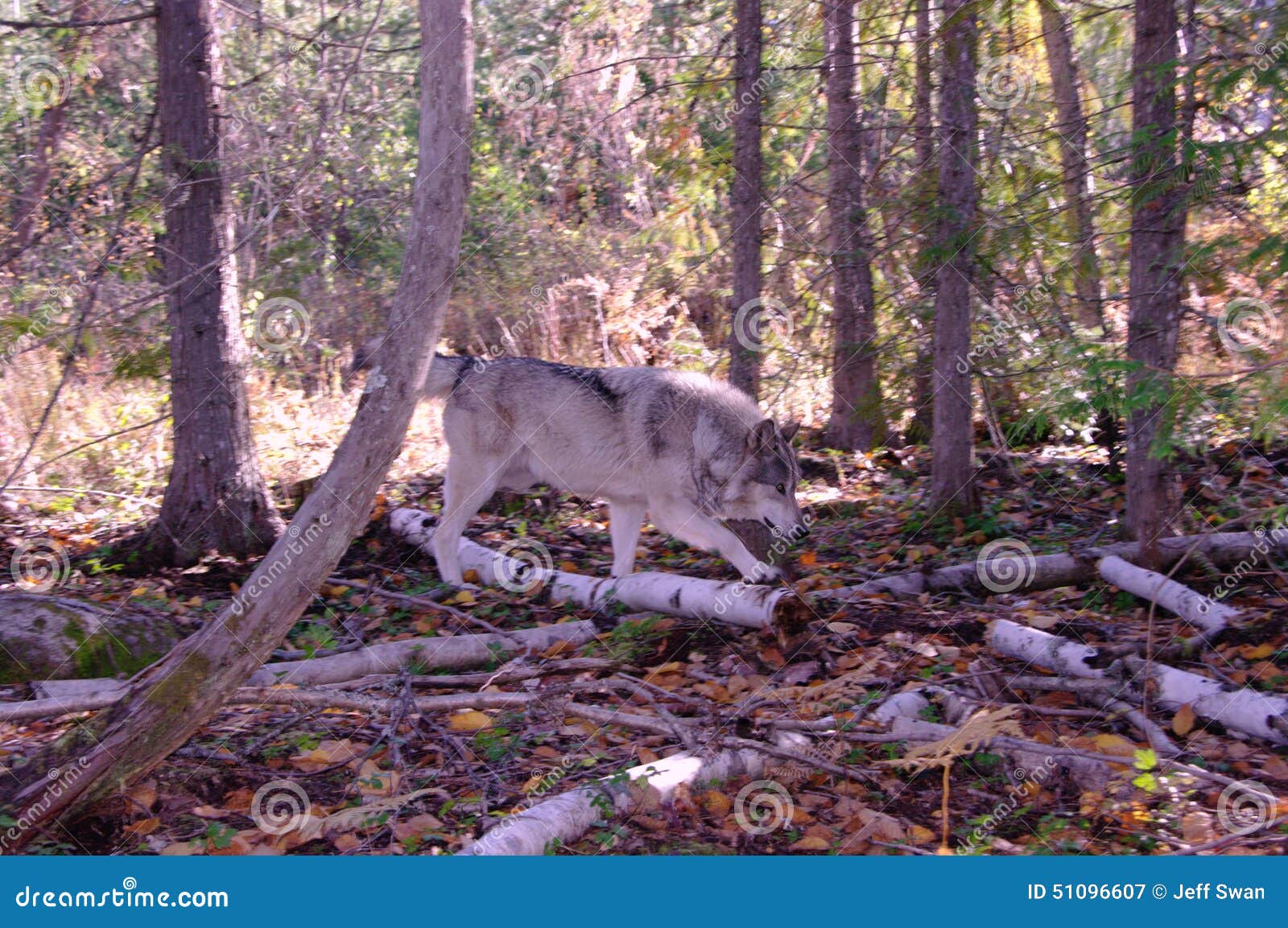 Timber wolf stock image. Image of mammal, wildlife, forest - 51096607