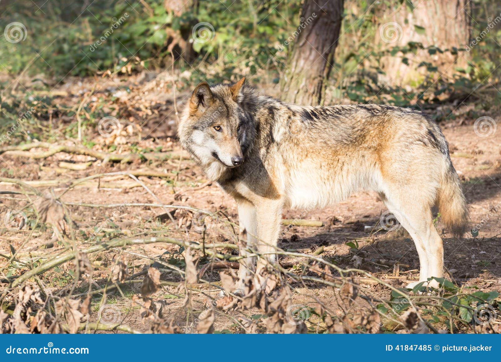 Timber wolf in forest stock image. Image of staring, stare - 41847485