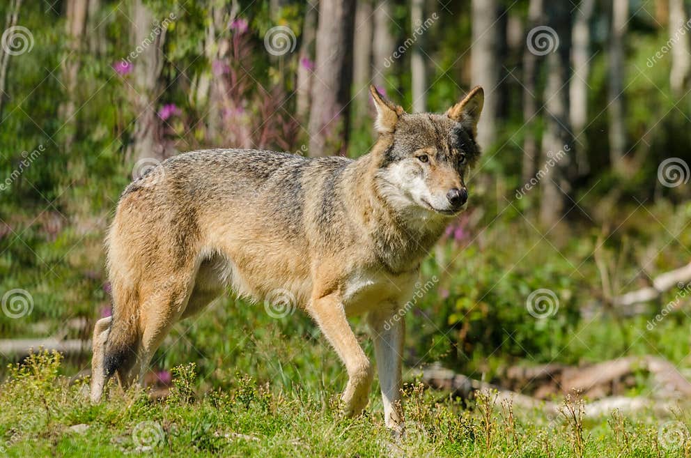 Timber wolf stock image. Image of habitat, summer, hunting - 59950419