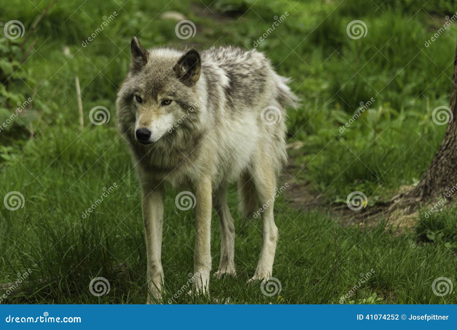 Timber Wolf in a Grassy Field Stock Photo - Image of animals, carnivore ...