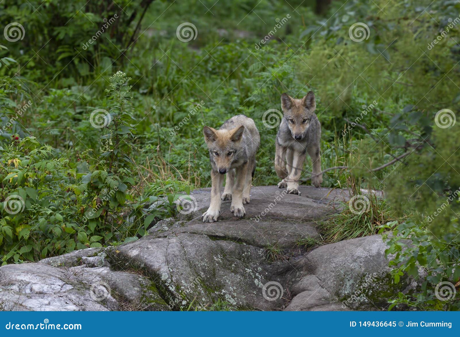 Lone Timber Wolf Summer Stock Photos - Free & Royalty-Free Stock Photos ...