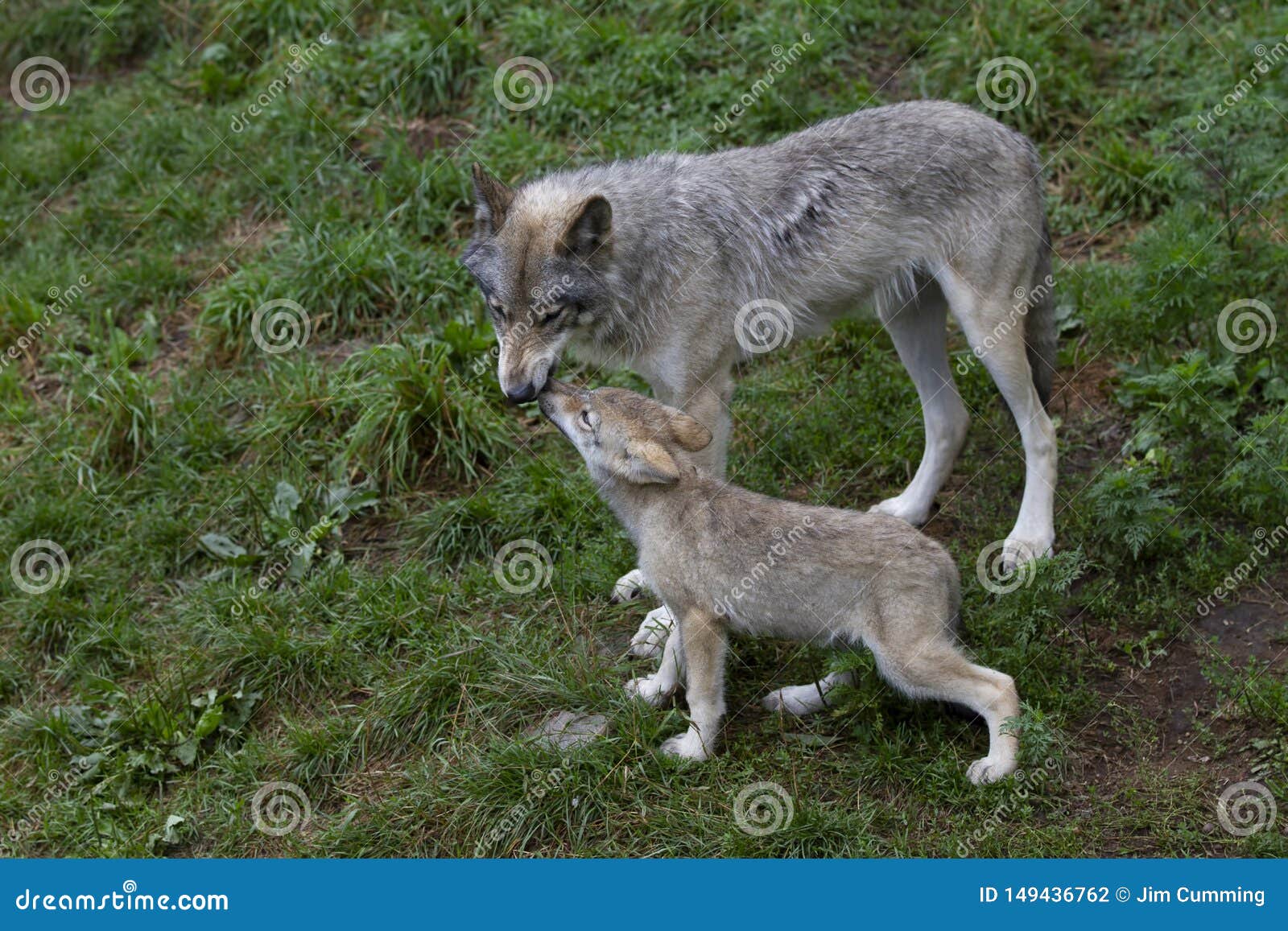 A Timber Wolf or Grey Wolf with Pups Canis Lupus on Rocky Cliff in ...