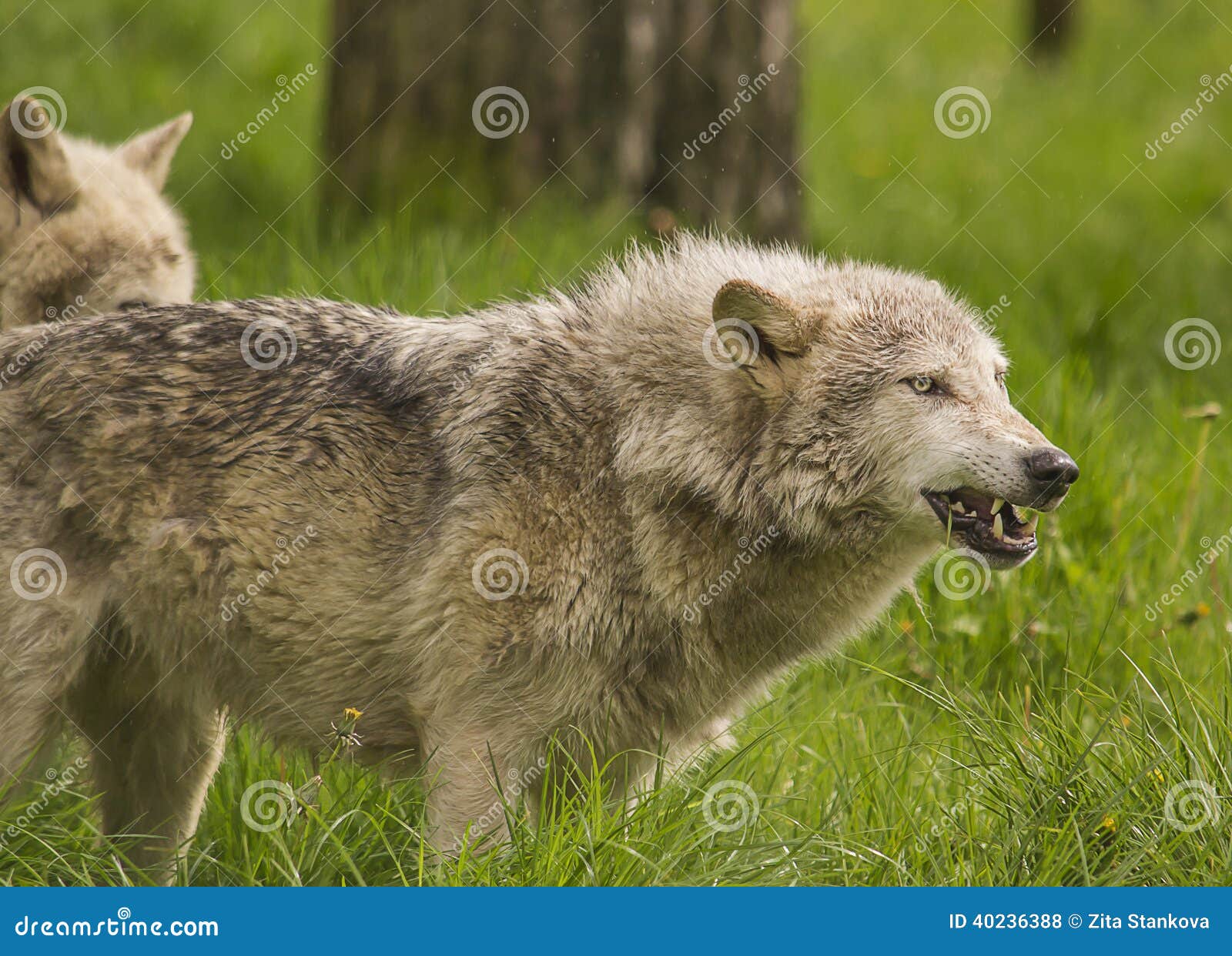 Timber wolf stock photo. Image of pack, grey, animal - 40236388