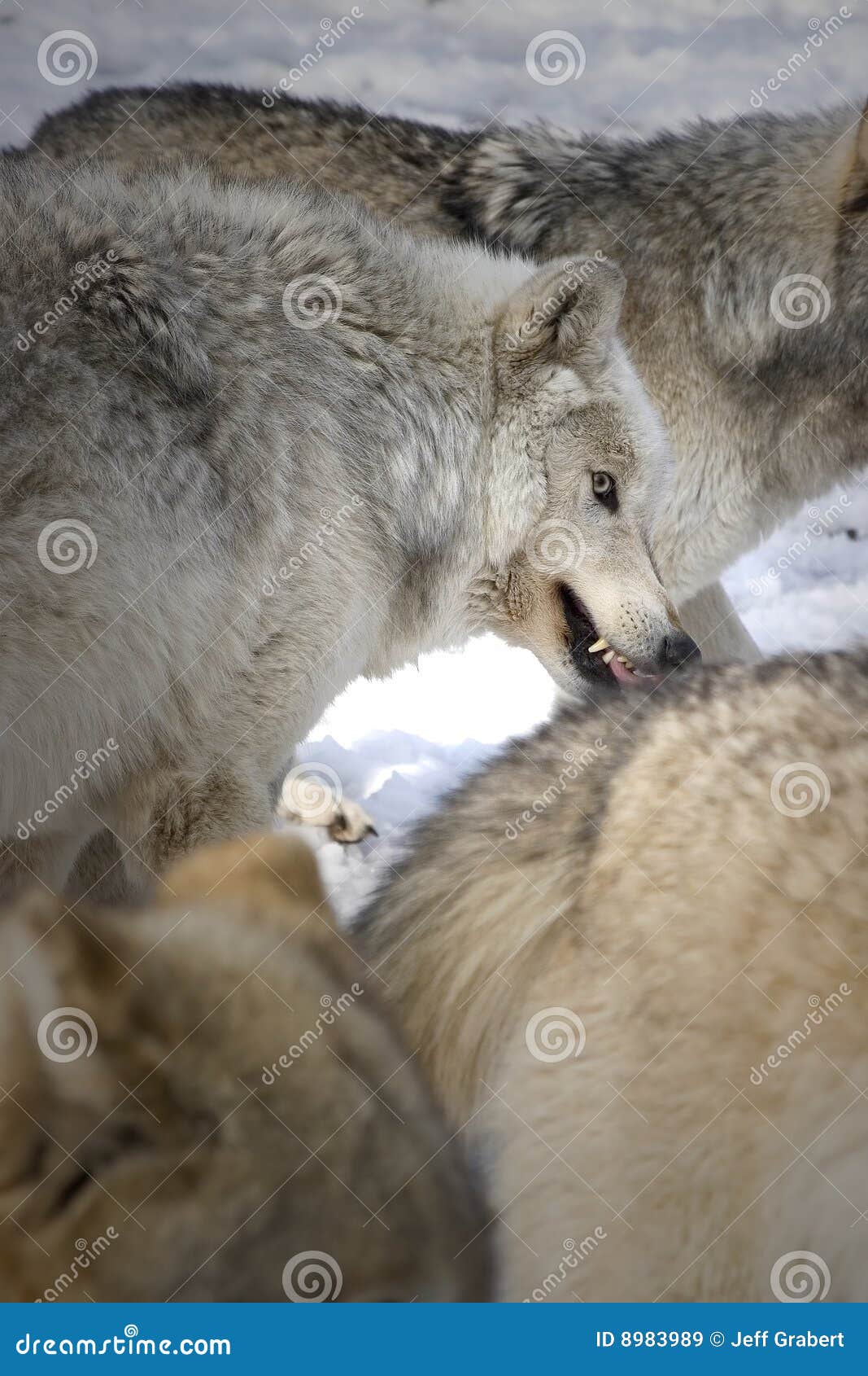 Timber Wolf Growling II stock image. Image of canis, timber - 8983989