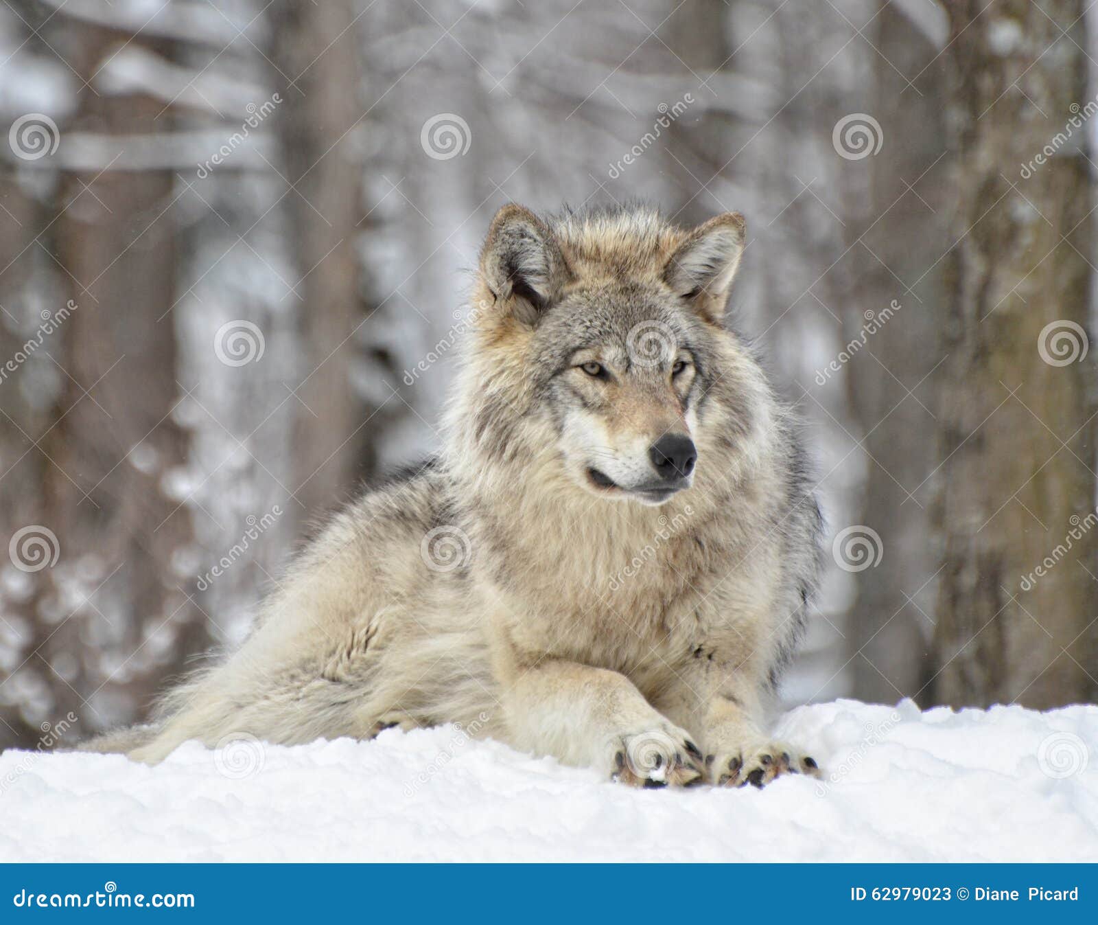 Timber Wolf on Guard stock image. Image of wolves, nature - 62979023
