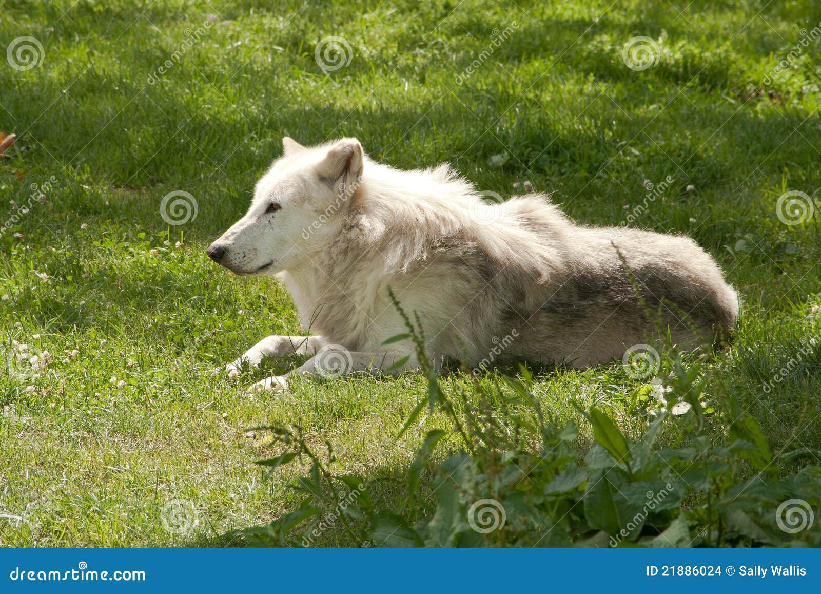 Timber Wolf Half Hidden Behing Bush Stock Photo - Image of bushes ...