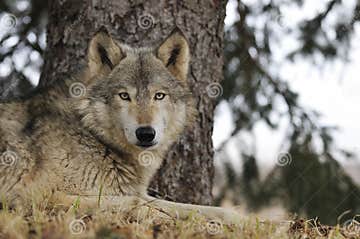 Timber Wolf Hangs Out Under Pine Tree Stock Image - Image of natural ...